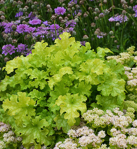 Heuchera ‘Lime Ruffles’ - Lawn & Landscape
