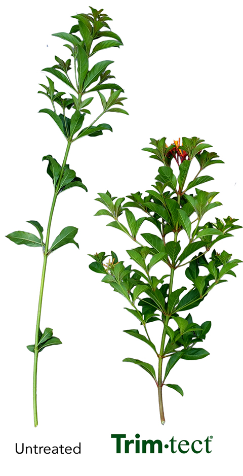 Trimtect - Lawn & Landscape